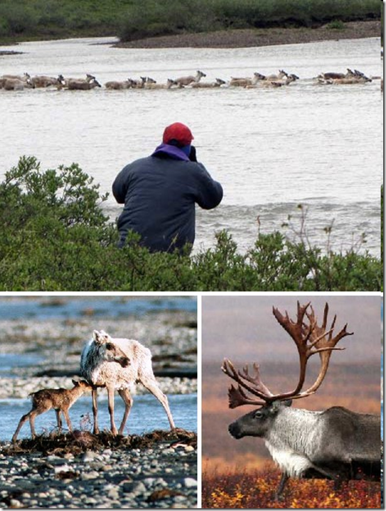 Rate #1, best ranking system: 10 Amazing Animal Migrations